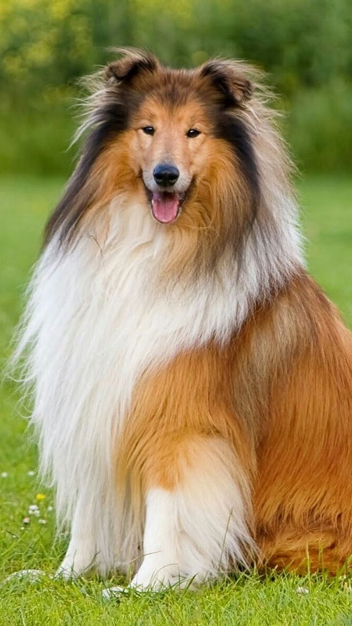 Dog Breeds Ban : या प्रजातीचा कुत्रा चुकूनही पाळू नका; अन्यथा होईल ...