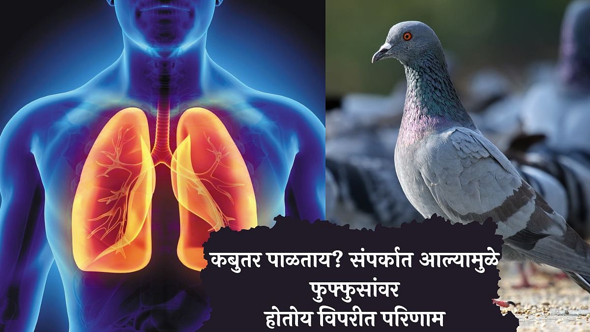 Pigeons Affect Health : कबुतर पाळताय? संपर्कात आल्यामुळे फुफ्फुसांवर ...