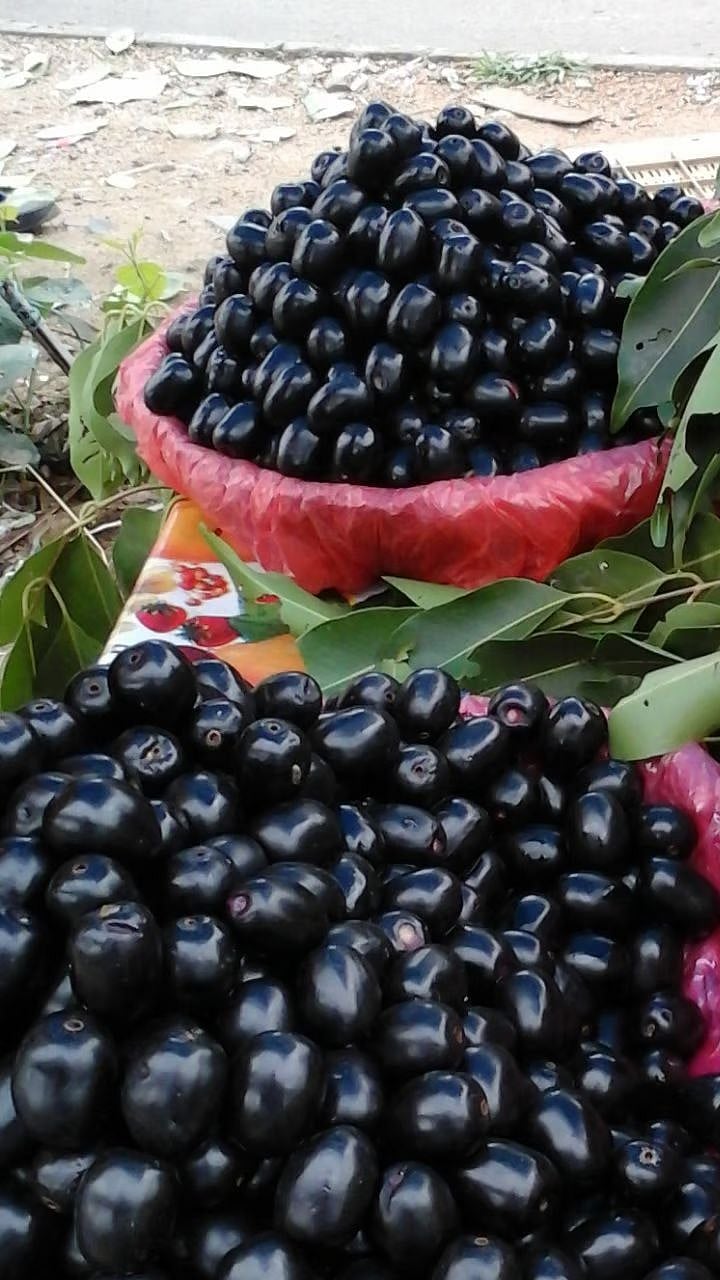 Benefits Of Jamun : उन्हाळ्यात रक्तातील साखर राहिल नियंत्रणात, जांभळाचे ...