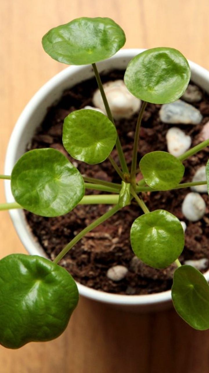 Money Plant Growth : रॉकेटच्या स्पीडने वाढेल मनी प्लांट, फक्त फॉलो करा ...