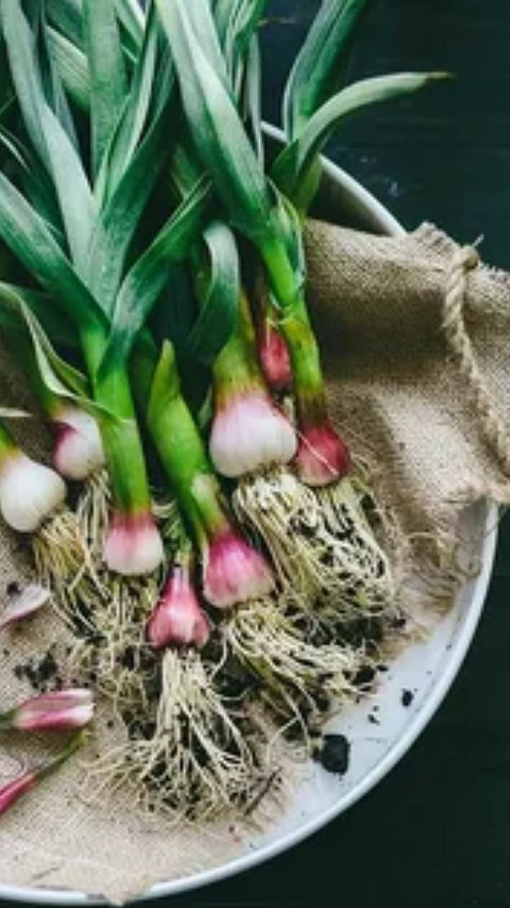 Garlic Chutney: झणझणीत! फक्त ५ मिनिटांत बनवा लसणाचा ठेचा; एकदम सोपी ...