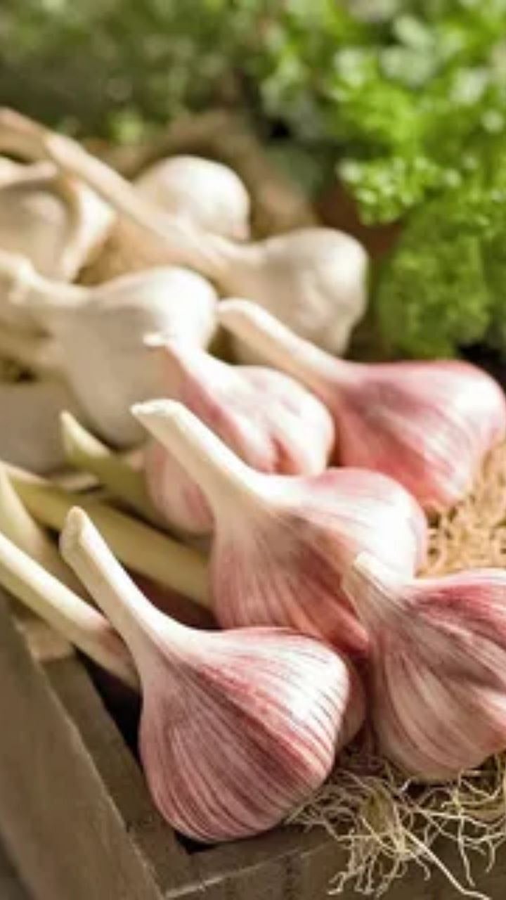 Benifits of Lasun: झोपण्यापूर्वी लसून खाण्याचे फायदे तुम्हाला माहिती ...