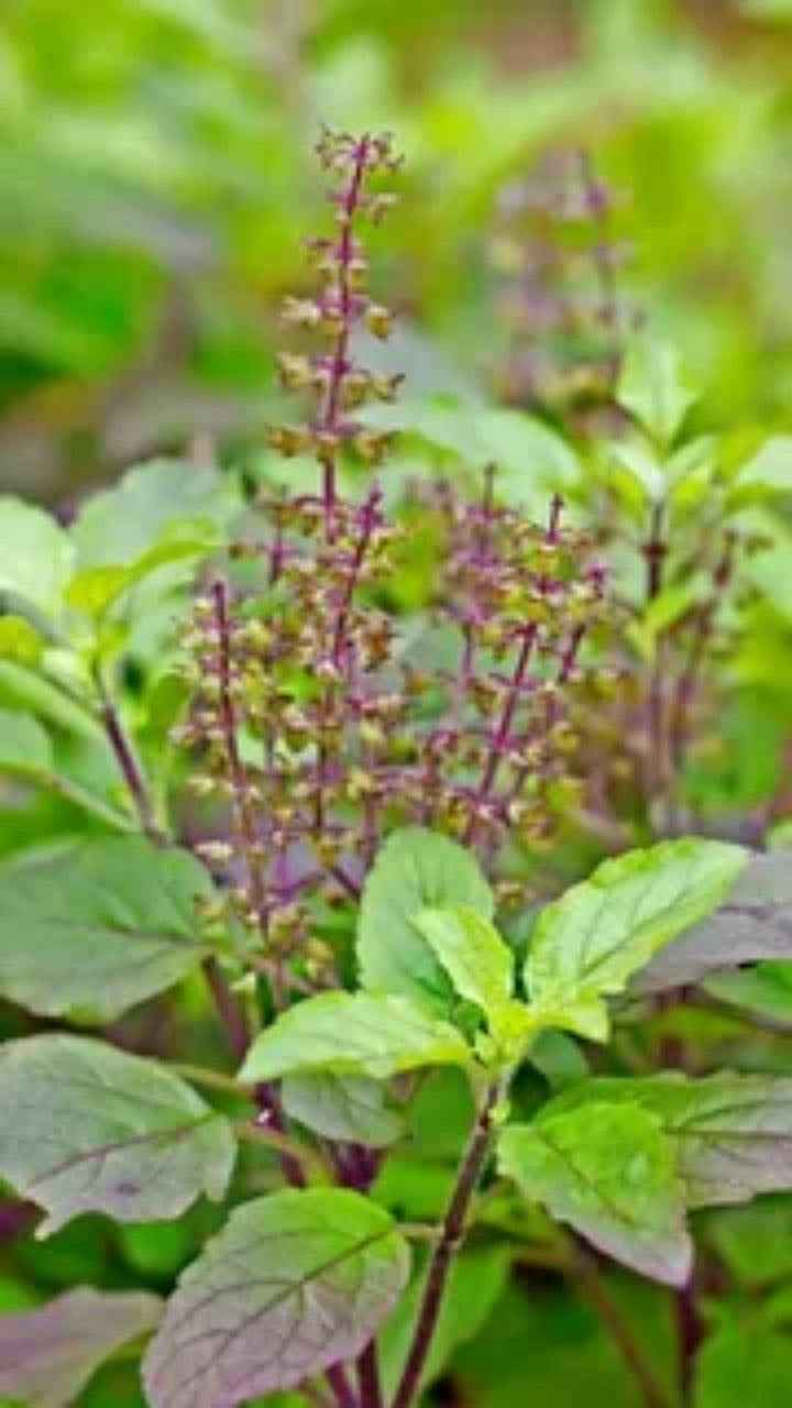 तुळशीला सकाळी 'या' वेळी घाला पाणी; होईल आर्थिक लाभ|vastu tips of tulsi ...