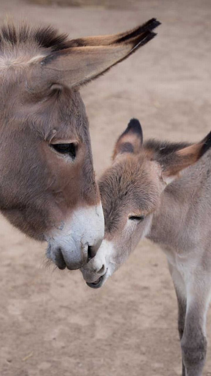 भारतातील सर्वाधीक गाढवं असलेलं राज्य तुम्हाला माहित आहे का?|donkeys in ...