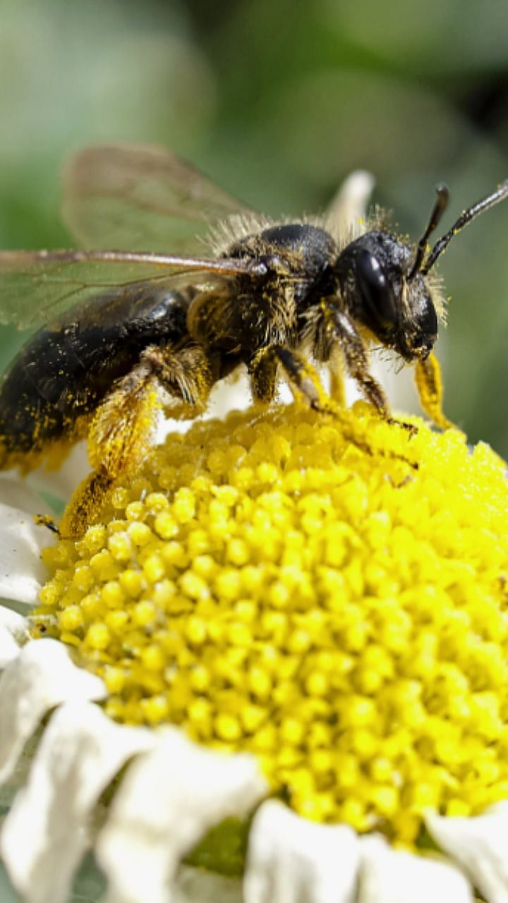 honey bee bite treatment what will you do if honey bee bites you health ...