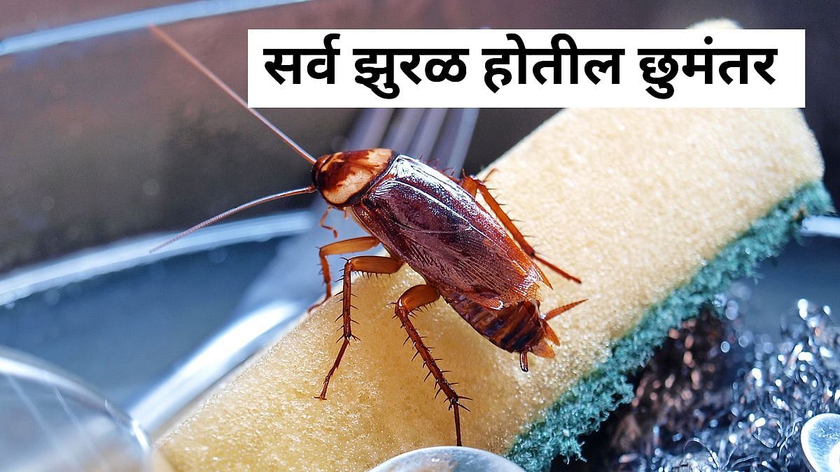 Remedies For Cockroaches : घरात बारक्या झुरळांचा सुळसुळाट झालाय? अस्सल ...