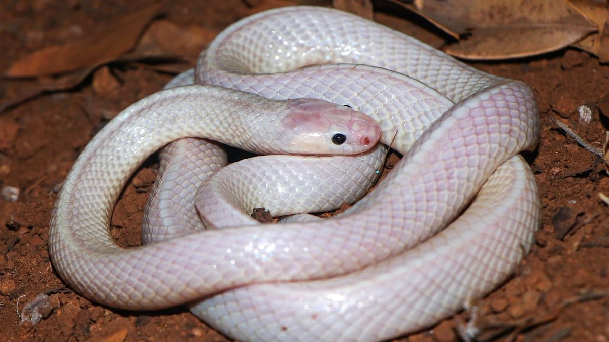 Kolhapur News : कोल्हापुरात प्रथमच आढळला दुर्मिळ लुसिस्टिक साप |Rare ...