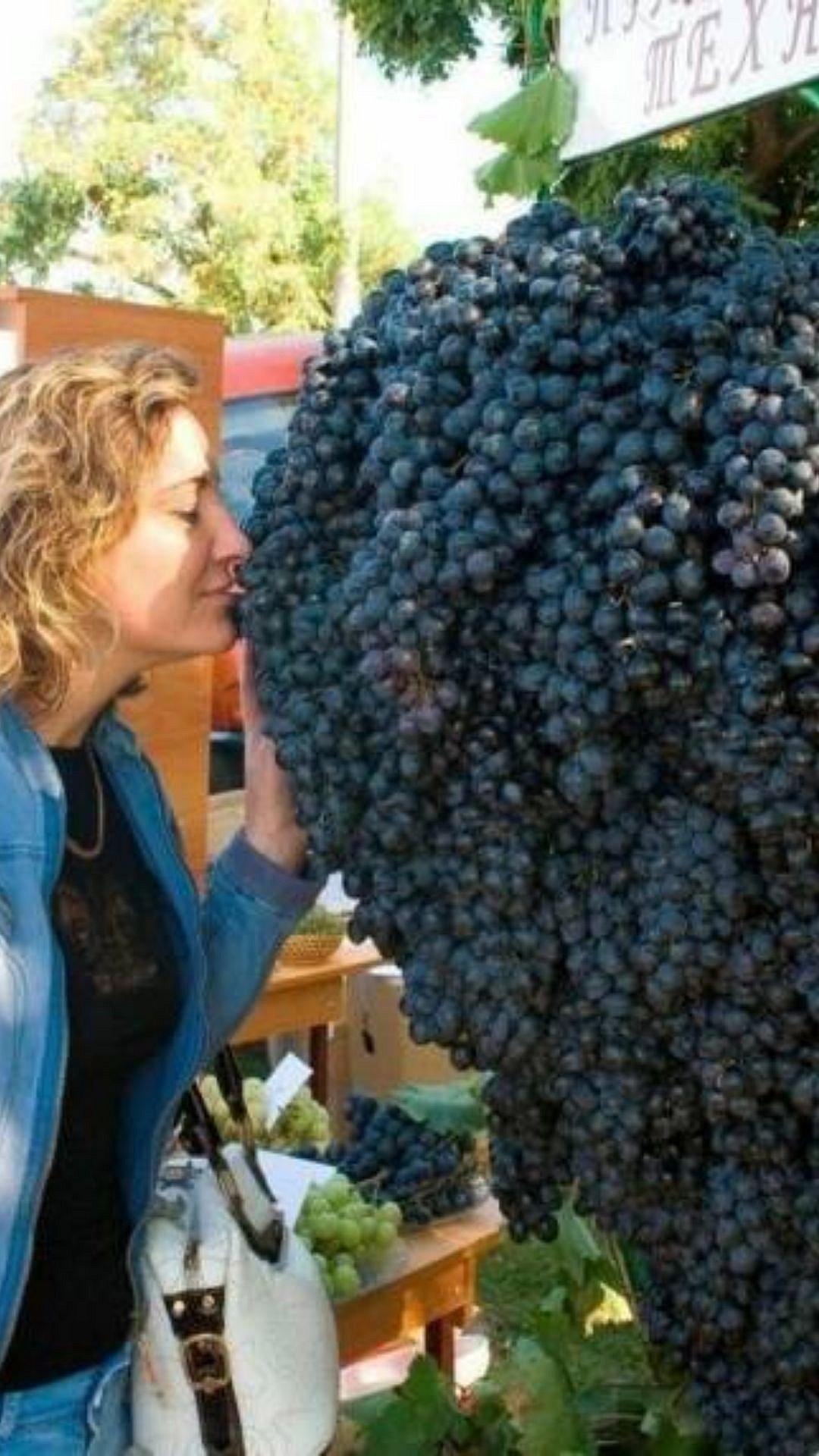 Ruby Roman Grapes : ही द्राक्षे तयार करण्यासाठी लागली १४ वर्षे, एका ...