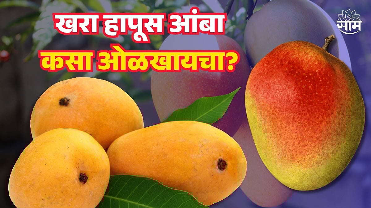 Hapus Mango : देवगडचा की दक्षिण भारतातला? खरा हापूस आंबां कसा ओळखायचा ...