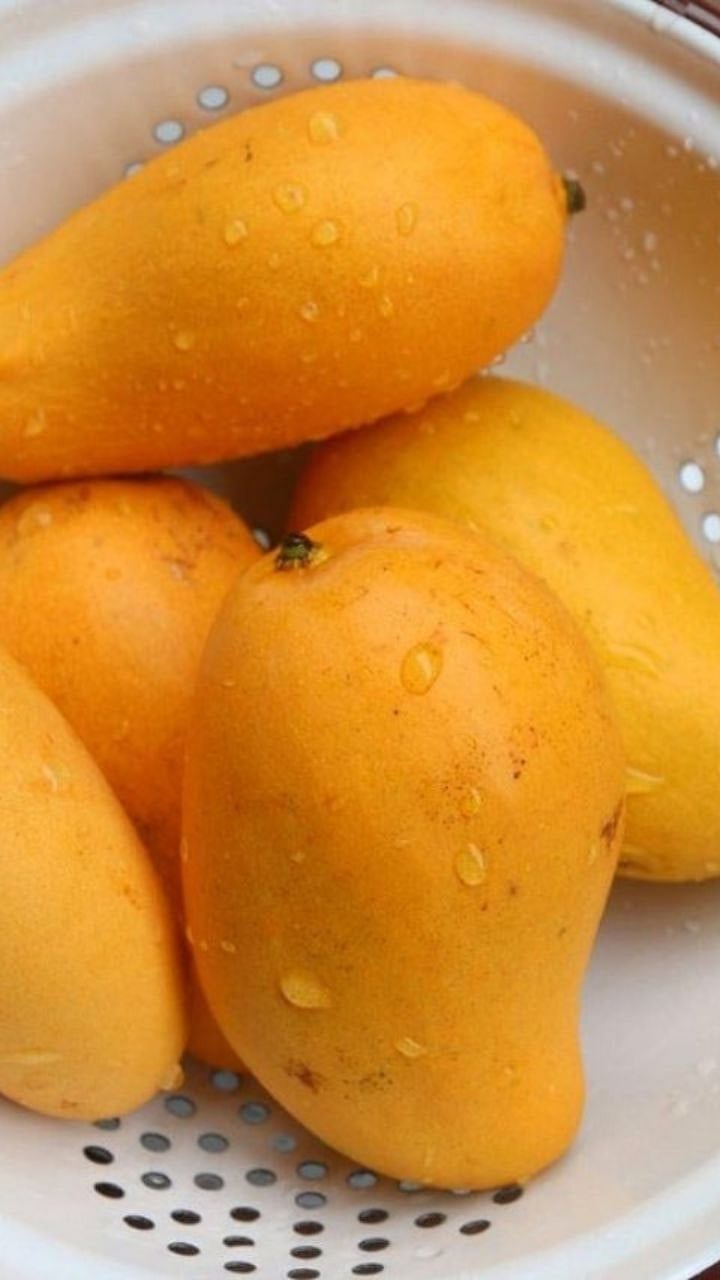 Mangoes: दीर्घकाळापर्यंत आंबे कसे ठेवाल ताजेतवाने|How To Keep Mangoes ...