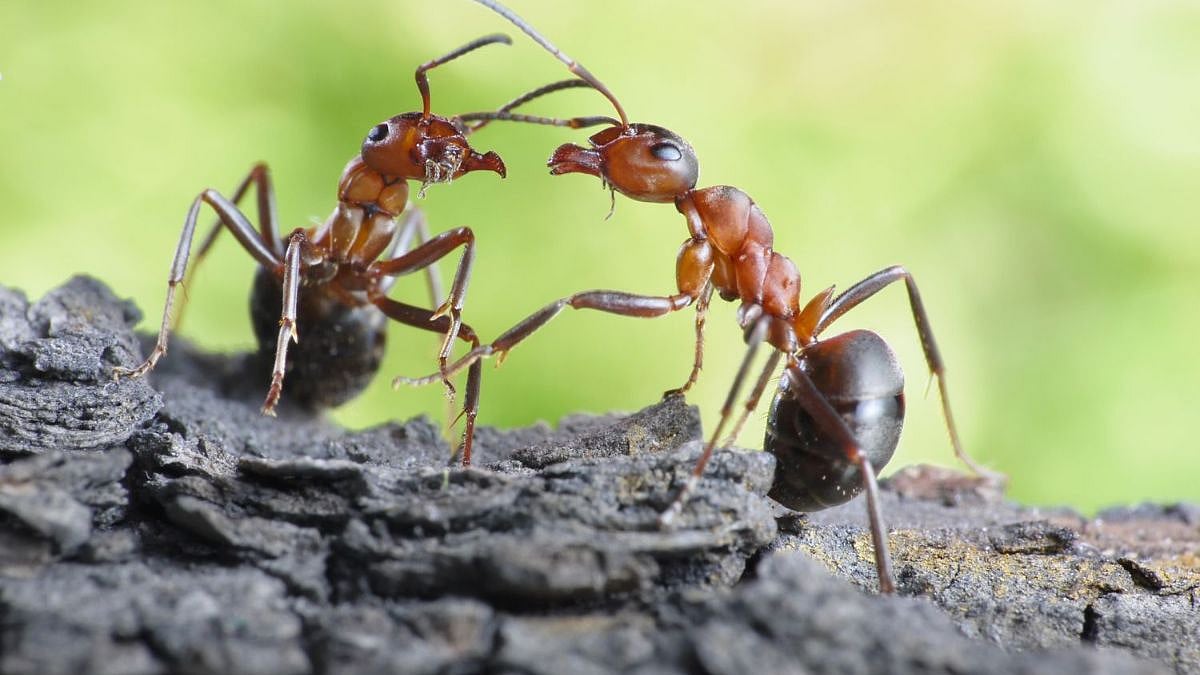Astro Tips Ants : घरात काळ्या मुंग्या किंवा लाल मुंग्या येणे शुभ की ...