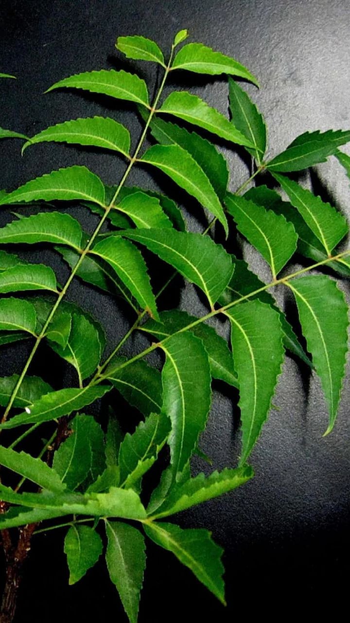 सकाळी कडूलिंब-तुळस मधाबरोबर खाण्याचे 'हे' आहेत फायदे |benefits of ...