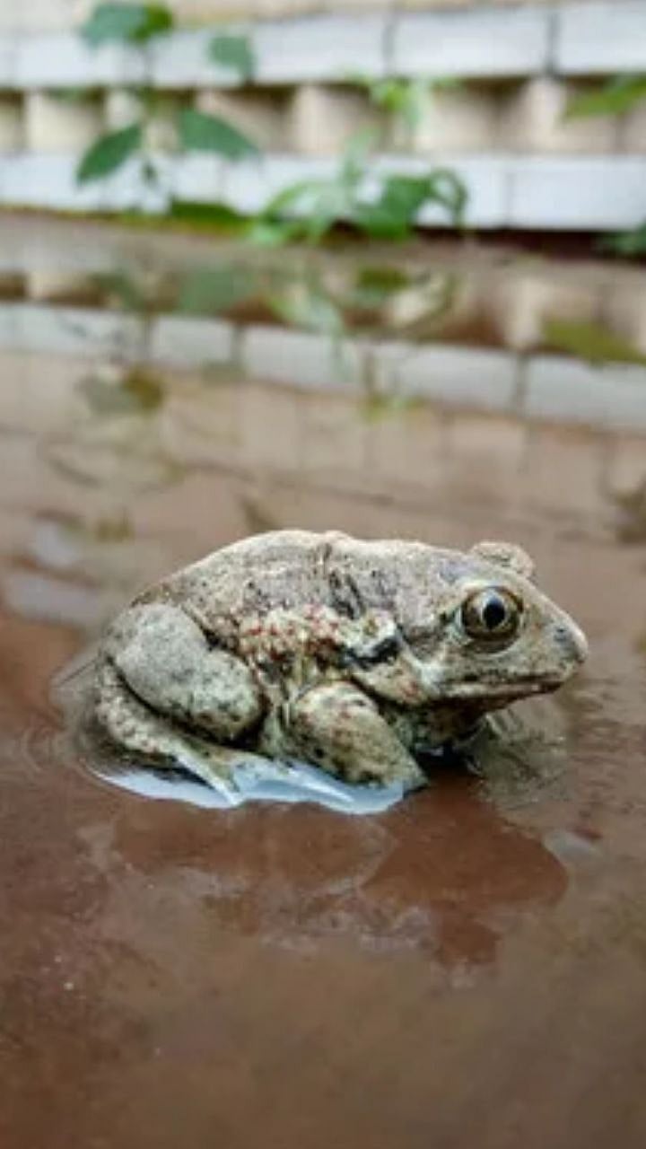 पावसाळ्यात बेडूक घरात येऊ नये म्हणून काय करावे |how to get rid of frogs ...