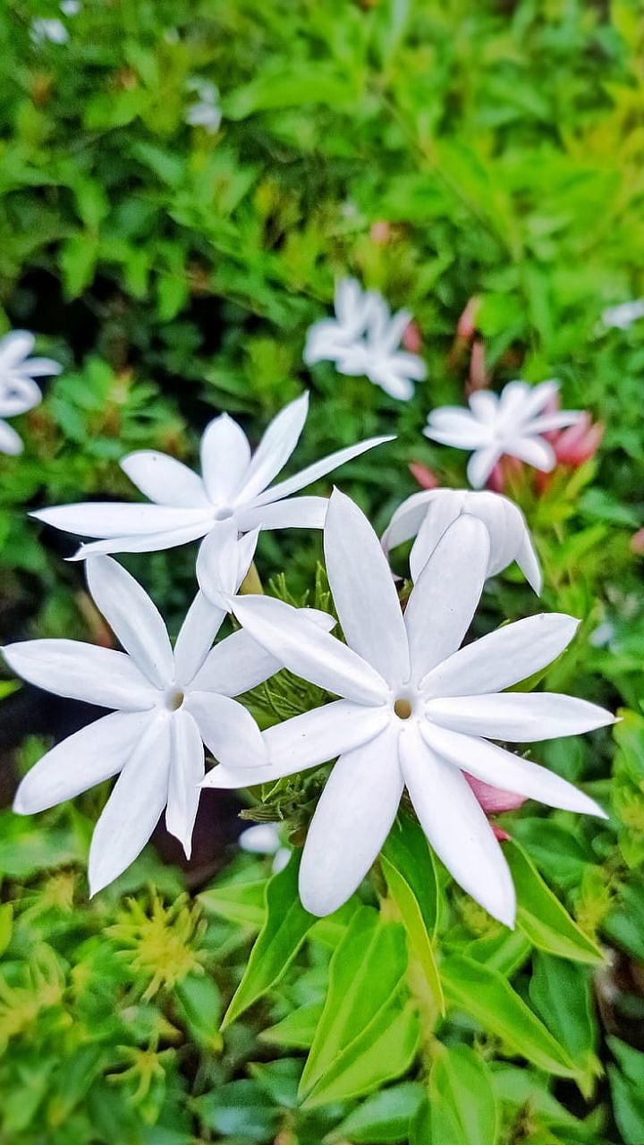 मोगऱ्याच्या रोपाला फुले येत नाहीत? तर स्वयंपाक घरातील या गोष्टींचा करा ...