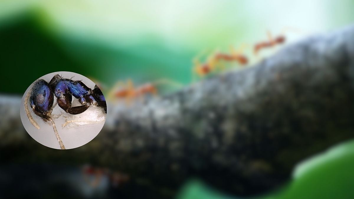 Blue Ant in Arunachal Pradesh: अरुणाचल प्रदेशात सापडली निळ्या मुंगीची ...