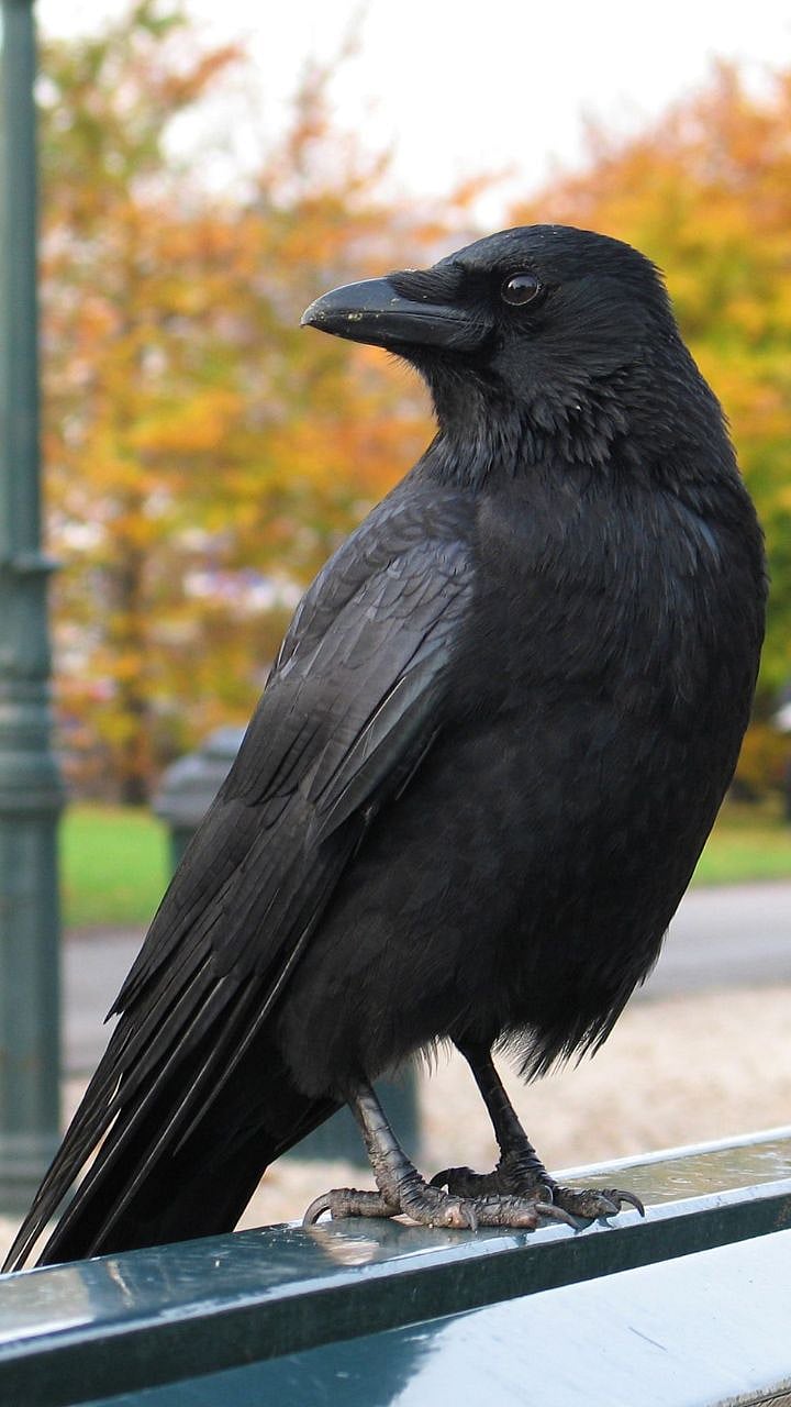 Crow Unluck Sign: कावळा देतो शुभ- अशुभ संकेत; या गोष्टी करू नका संकटात ...