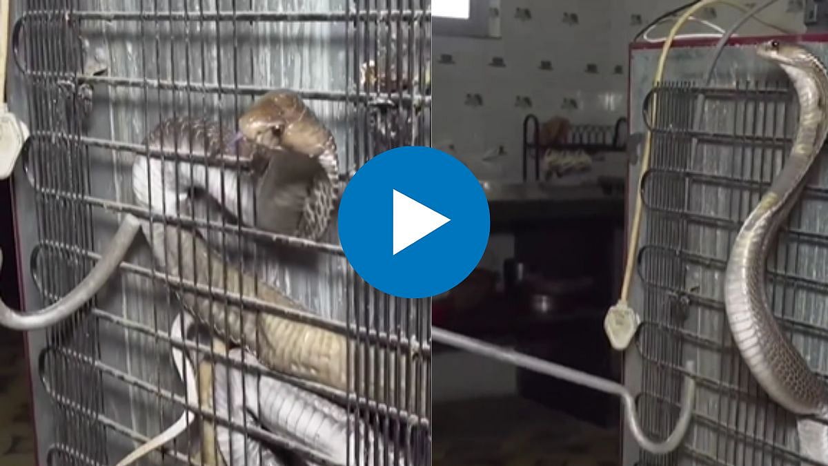 Snake in Fridge Video : घरातला फ्रिज उघडताच दिसला साप; फणा काढून बसला ...