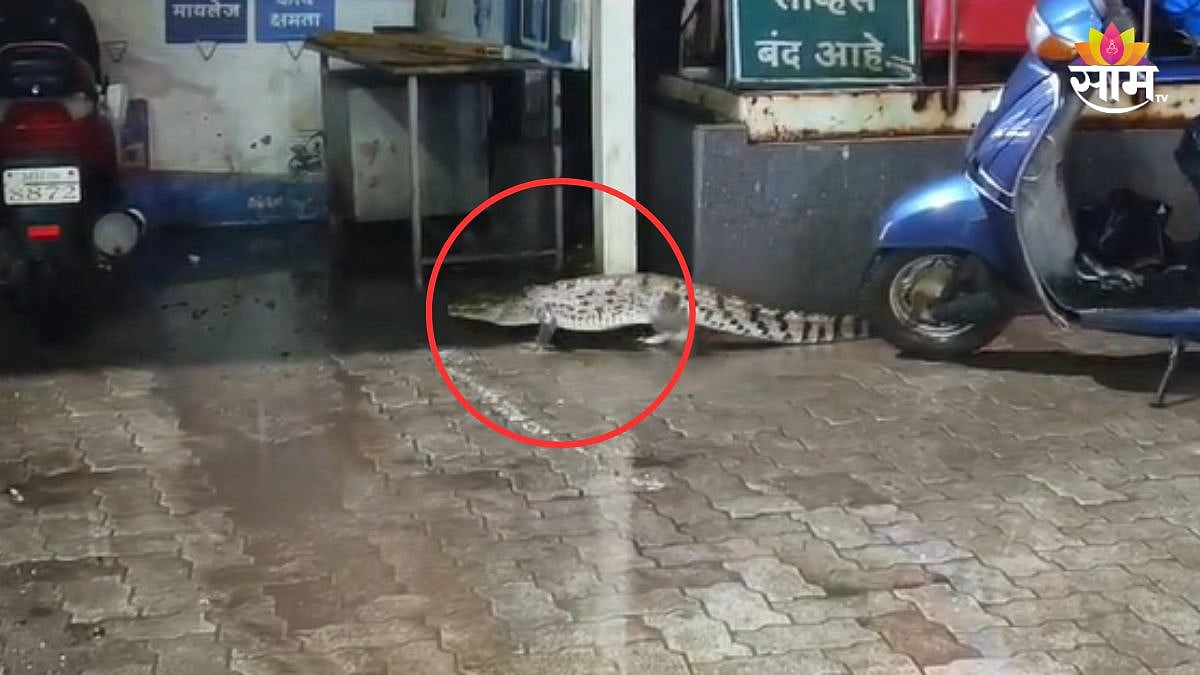 Crocodile Viral Video: नद्यांना पूर, मगरी रस्त्यावर! मुंबई, रत्नागिरी ...