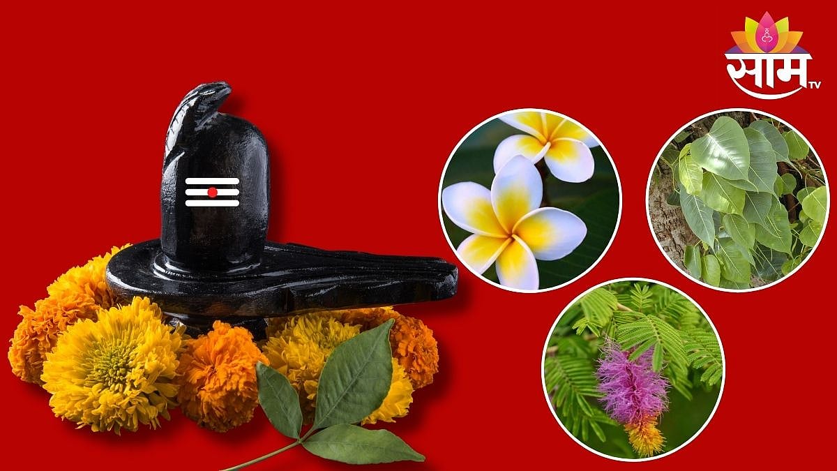 Lord Shiva Favourite Plants : आषाढ महिन्यात कुटुंबातील प्रत्येक ...