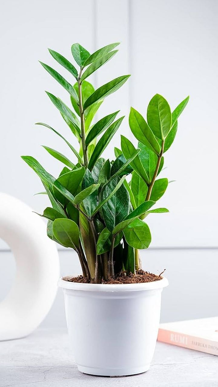 Don't Pluck Plants in Night : रात्री झाडांना हात का लावू नये? | do not ...