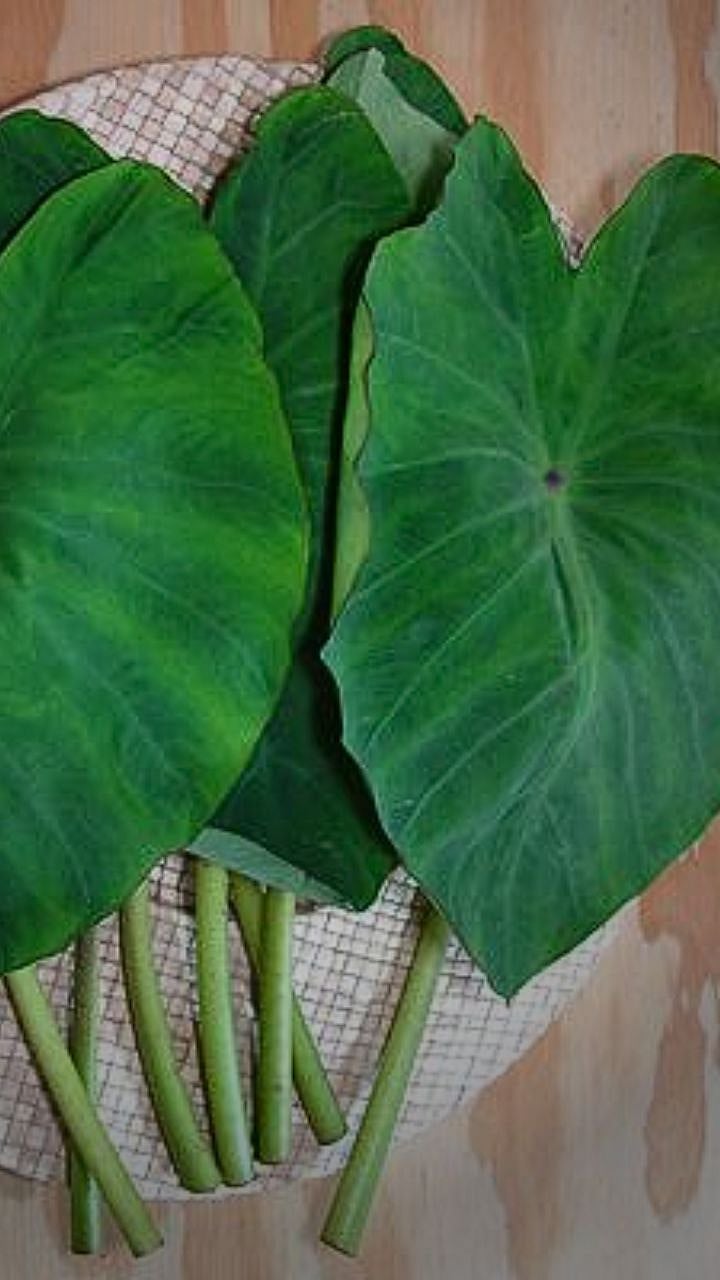 आळूचे पानांचे जबरदस्त फायदे; आरोग्य राहिल निरोगी...|alu leaves health ...