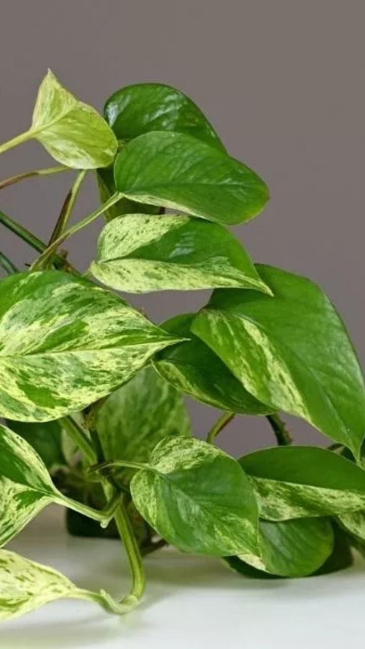 Money Plant Vastu: घराची शोभा वाढवण्यासाठी मनी प्लांट चोरून आणलाय ...