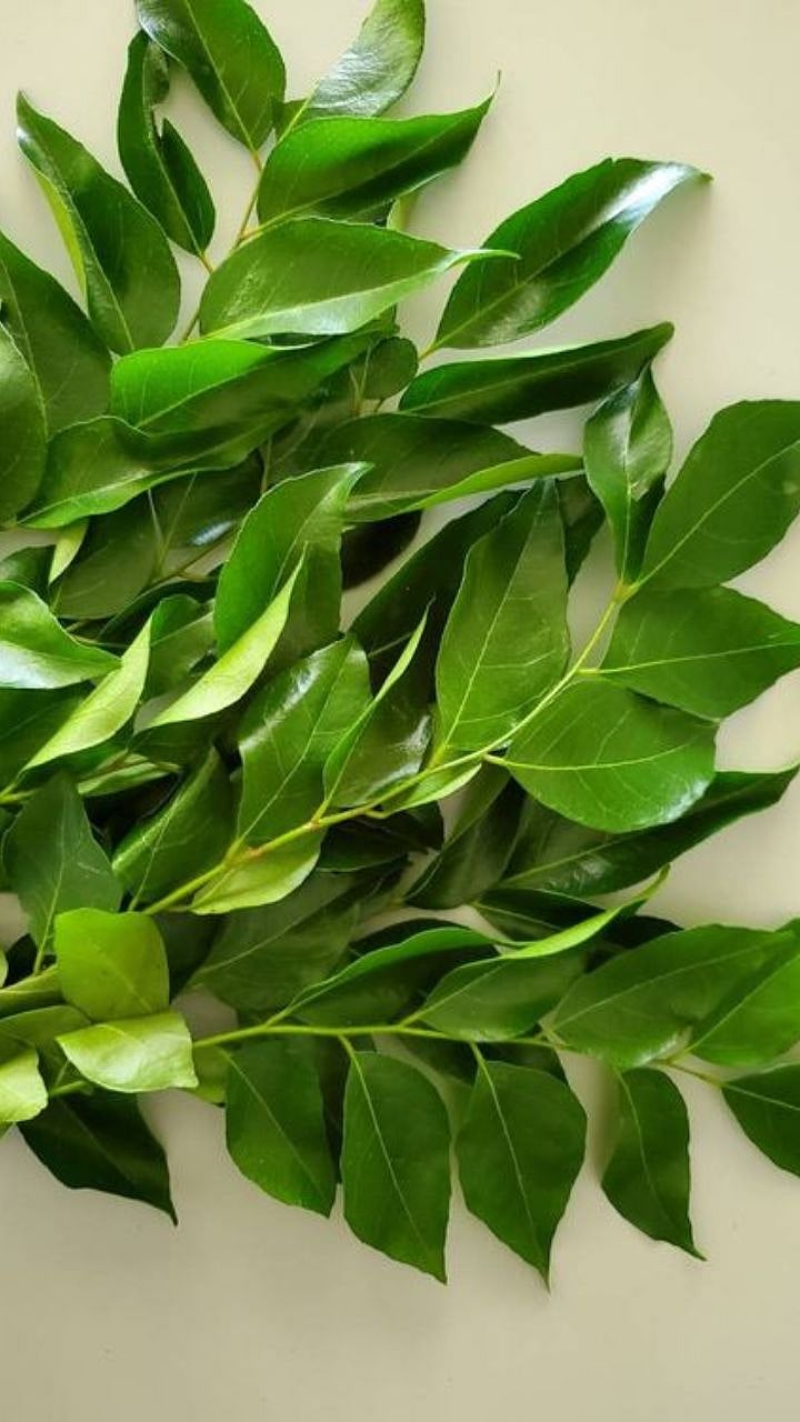 Curry Leaves Water: दररोज कढीपत्त्याचे पाणी पिण्याचे जबरदस्त फायदे ...