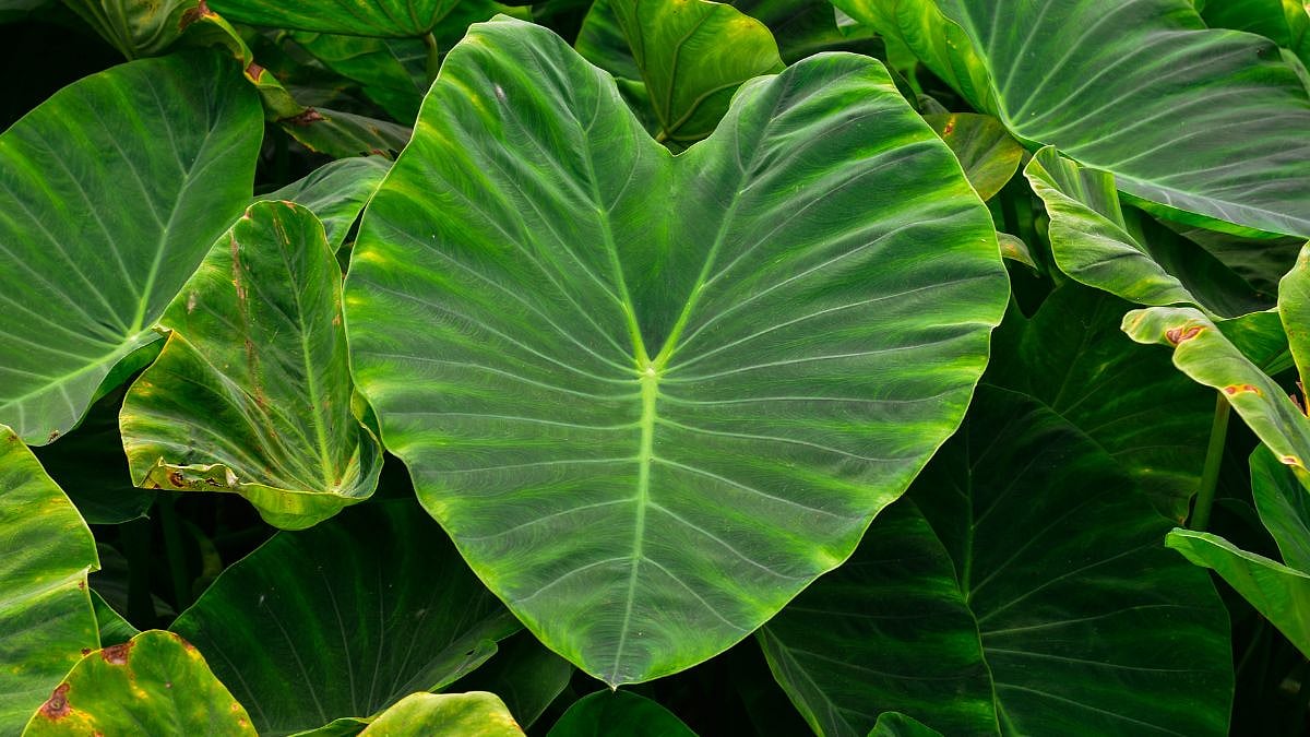 Alu Leaves Benefits : आकाराने सर्वात मोठं असणारं पान, आरोग्यासाठी आहे वरदान