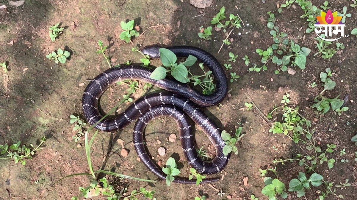 Gondia News: आई-लेकीसाठी ती काळरात्र ठरली! गाढ झोपेत असतानाच अनर्थ घडलं ...