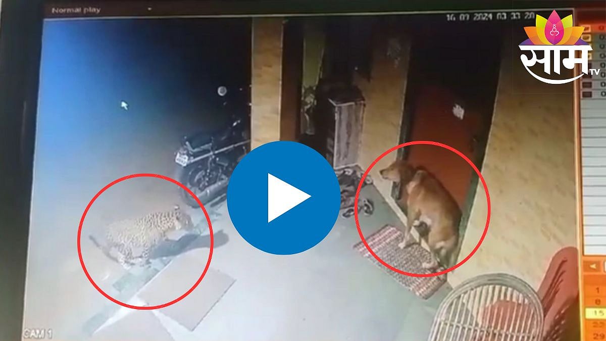 Leopard Attack CCTV : दबक्या पावलाने आला पण धूम ठोकून पळाला; कुत्र्याने ...