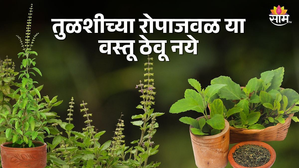 घरातील तुळशीजवळ 'या' वस्तू चुकूनही ठेऊ नये अन्यथा....| things you ...