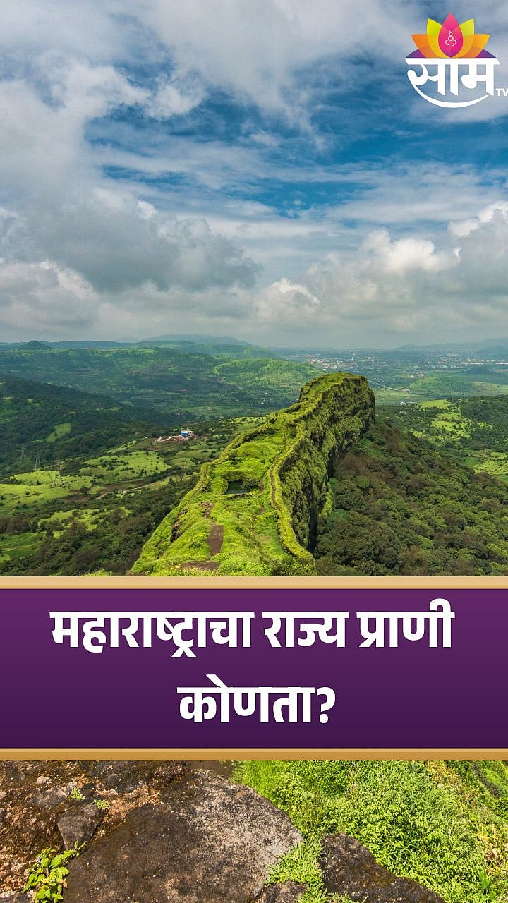 State Animal: महाराष्ट्राचा राज्य प्राणी कोणता,माहितीये का?| which is ...