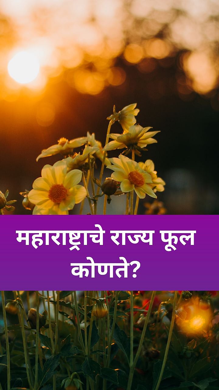 State Flower: महाराष्ट्राचे राज्य फूल कोणते? 99 टक्के लोकांना माहीत ...
