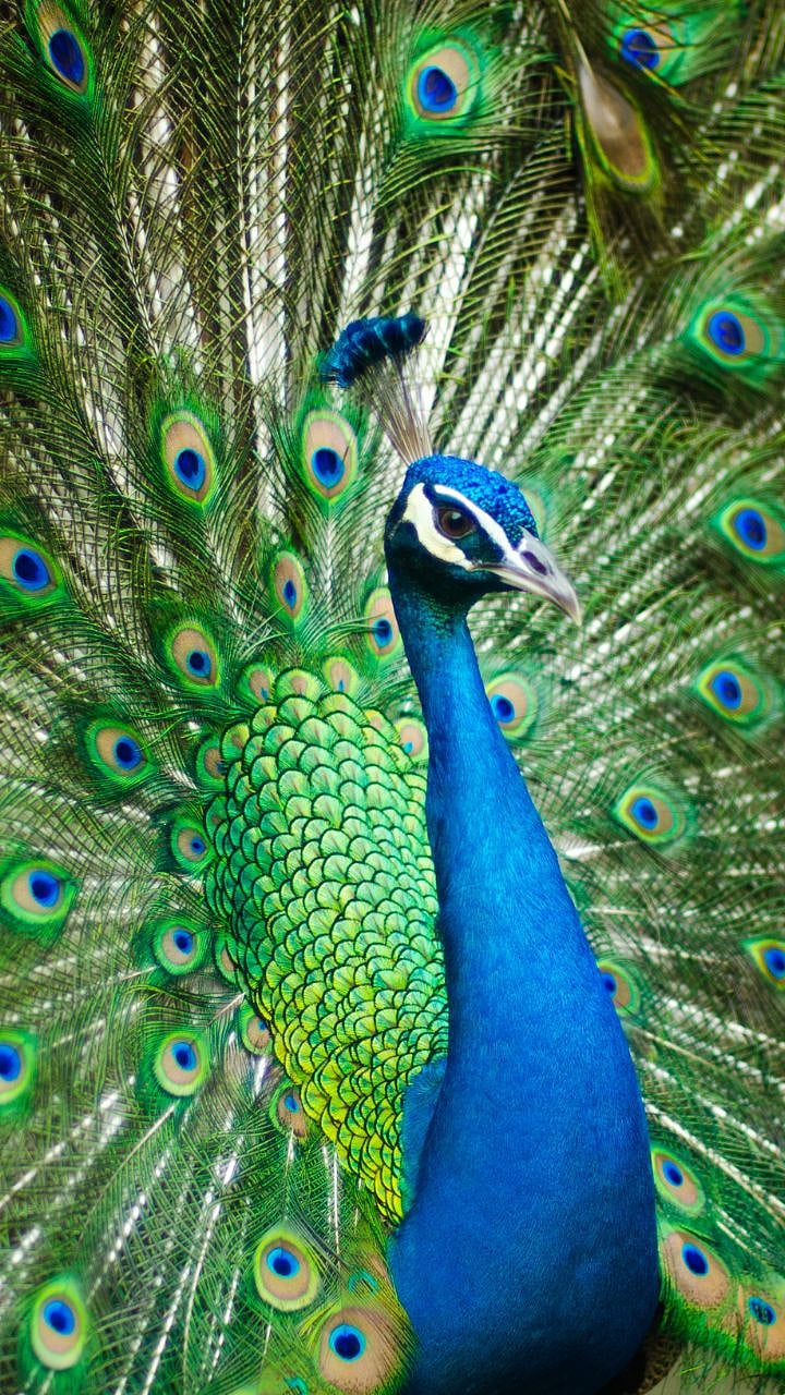 National Bird: पाकिस्तानचा राष्ट्रीय पक्षी कोणता?| pakistan cha ...