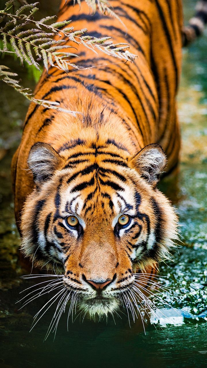 National Animal: भारतासह या २ देशांचाही राष्ट्रीय प्राणी आहे वाघ; 99 ...