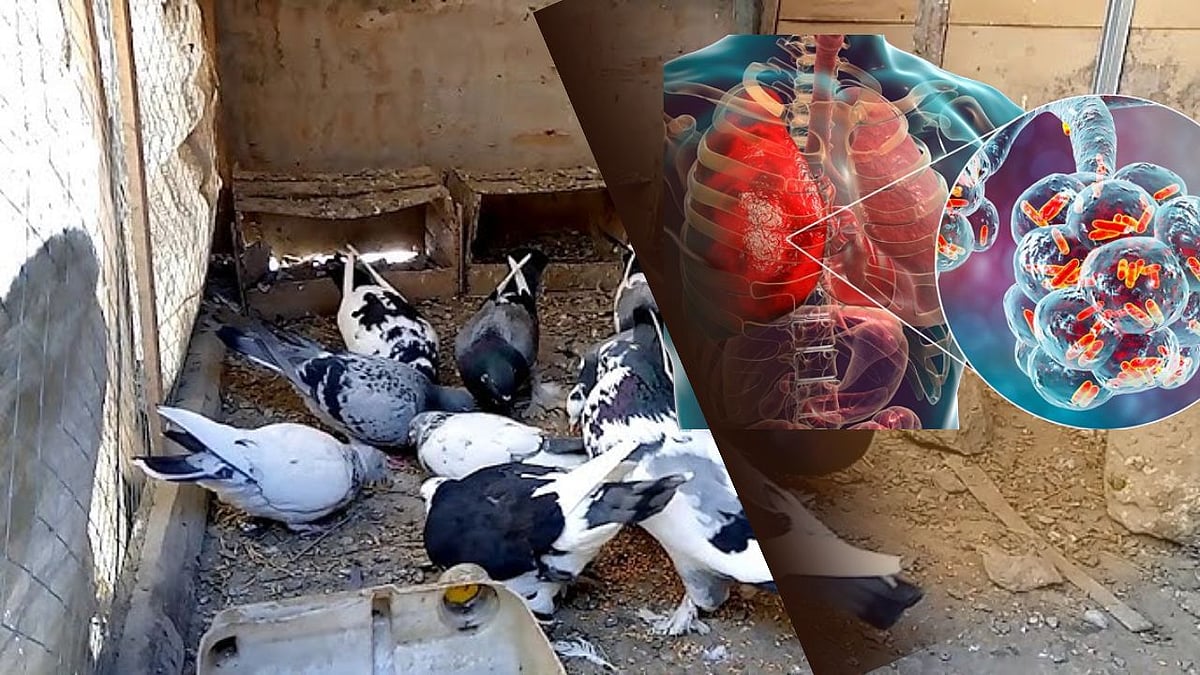 Pigon Virus: 'कबूतर' व्हायरस घेईल जीव? काय आहे व्हायरल मेसेजमागचं सत्य ...