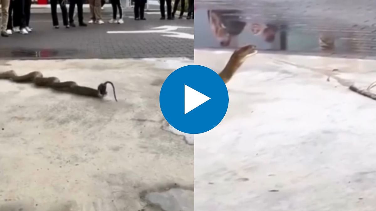 Viral Video: किंग कोब्राने काही क्षणांत २ सापांना गिळलं; अंगावर शहारे ...