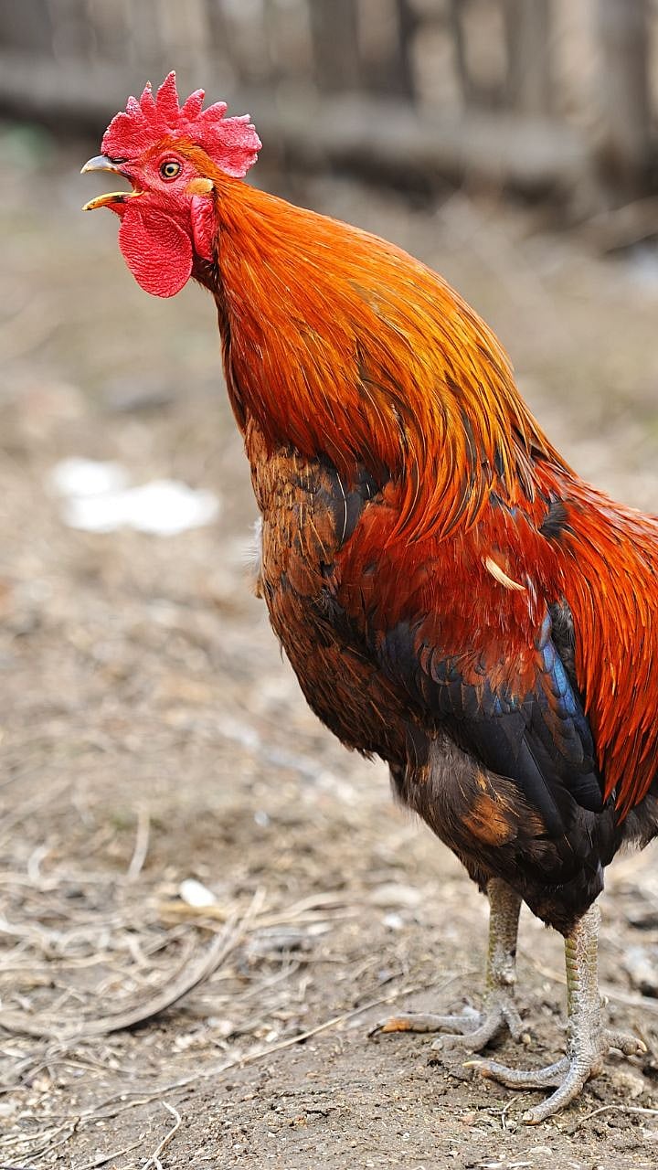 Rooster Crowing: कोंबडा पहाटेच का आरवतो?| kombda pahatech ka aaravto ...