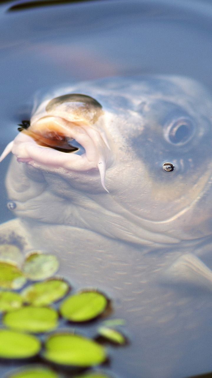 State Fish: गुजरातचा राज्य मासा कोणता?|gujarat cha rajya masa konta ...