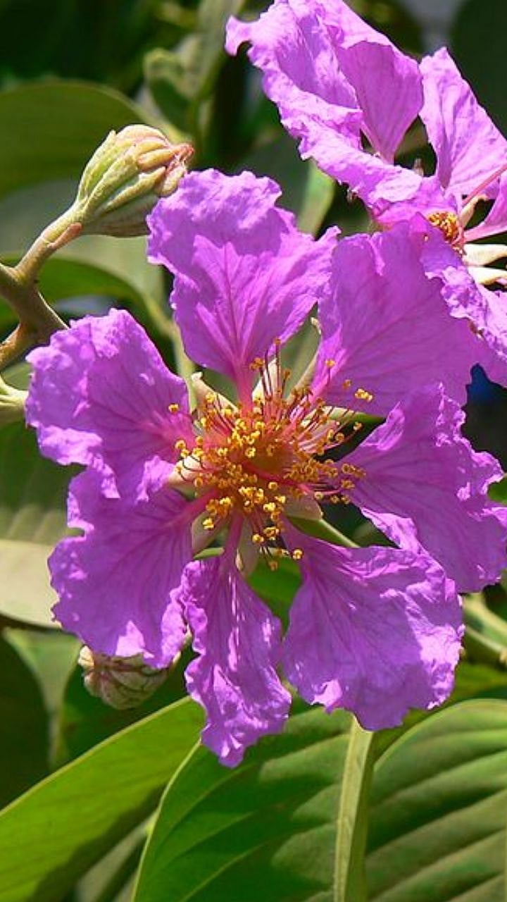 Maharashtra State Flower: ना गुलाब ना कमळ, 'हे' आहे महाराष्ट्राचे राज्य ...