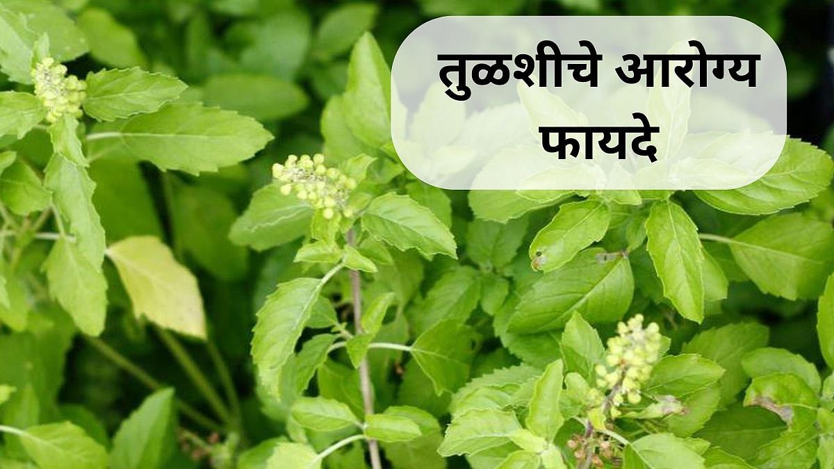 रिकाम्या पोटी तुळशीचे पान खा आणि अनेक आजारांना दूर पळवा |know the ...