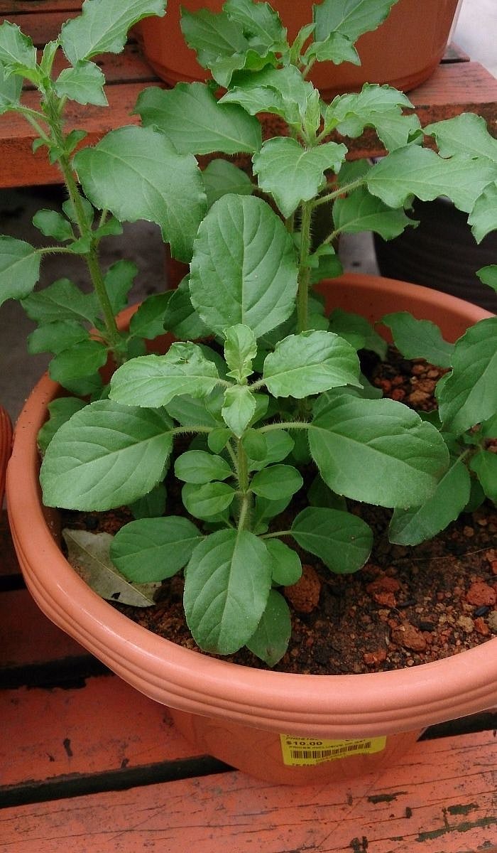 Tulsi plant: तुळशीच्या रोपात नाणे टाकल्यास काय होते?|vasti tips form ...