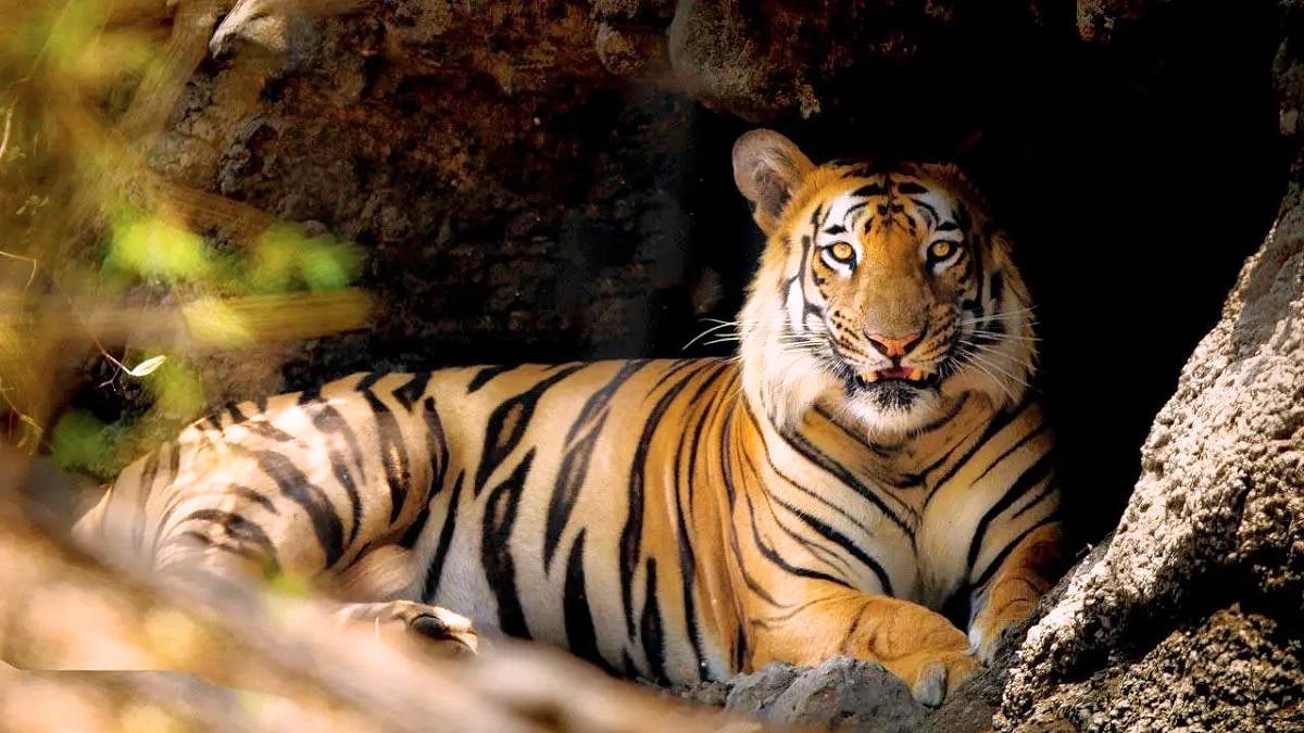 Johnny Tiger Migrate : जोडीदाराच्या शोधात जॉनी वाघाचा 300 किलोमीटर ...