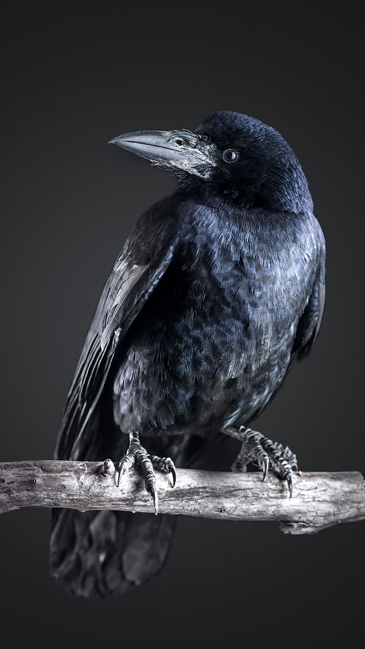 Crow Age : कावळा केव्हा म्हातारा होतो? माहितीये का? | Do you know When ...