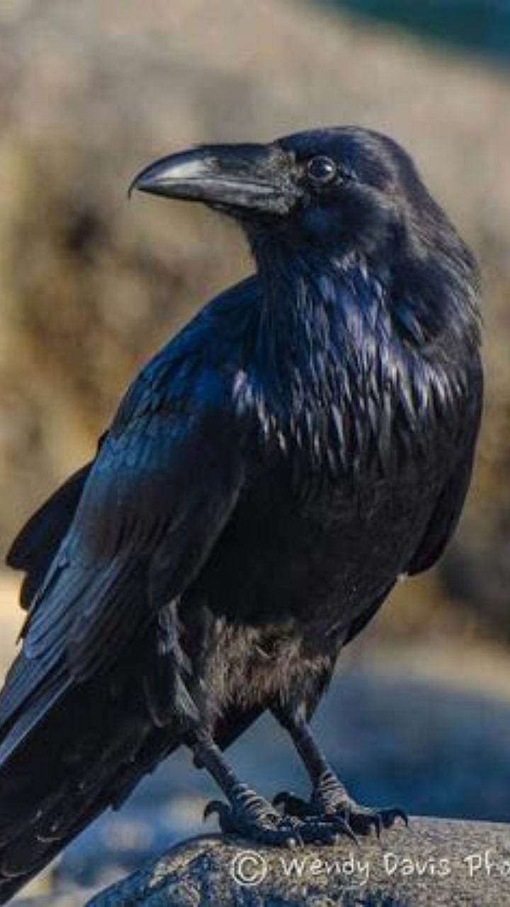 Dead Crow Sign: मेलेला कावळा दिसताच मिळतात अशुभ संकेत; लागेल मोठ्या ...