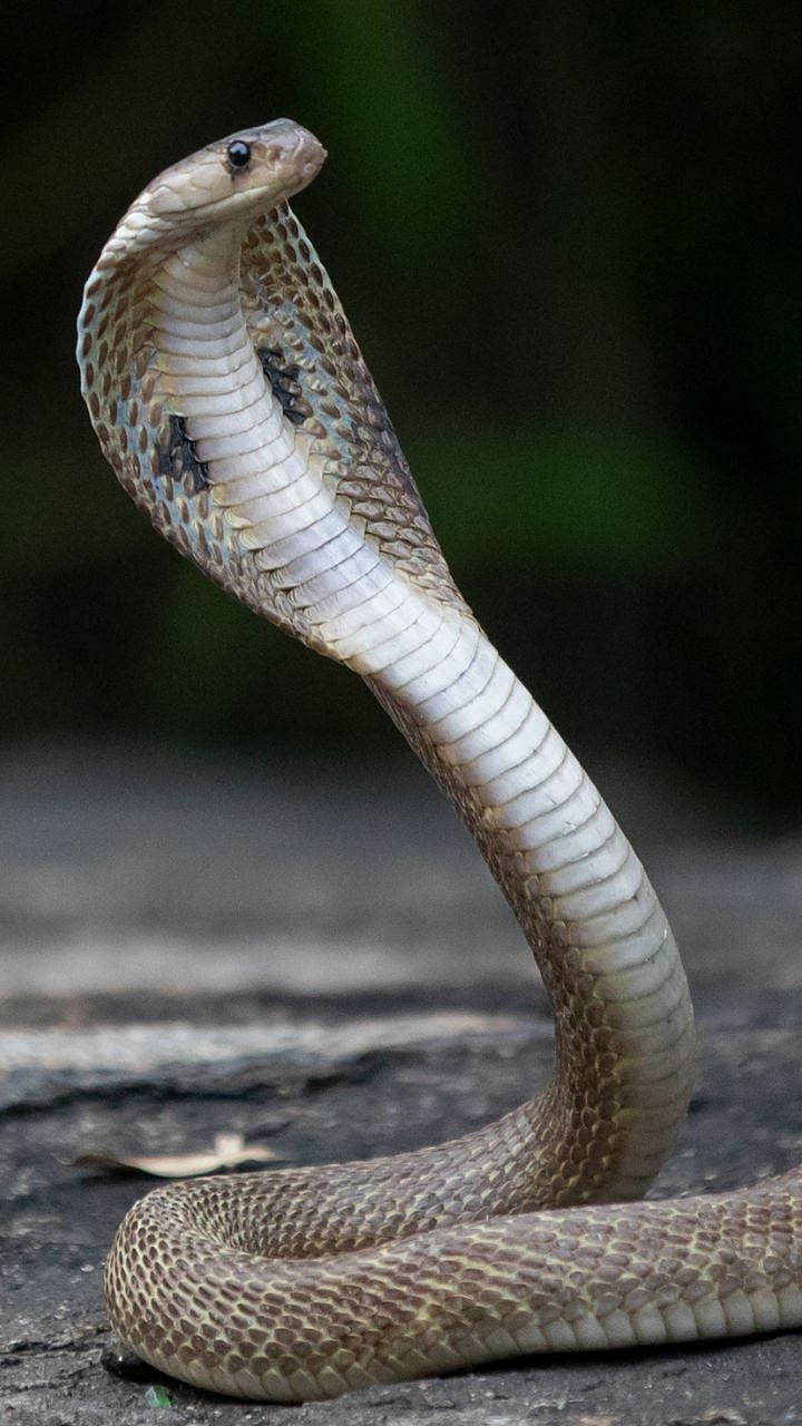 Animal Revenge: साप नव्हे, तर हा पक्षी १७ वर्षांनंतरही घेतो बदला| not ...