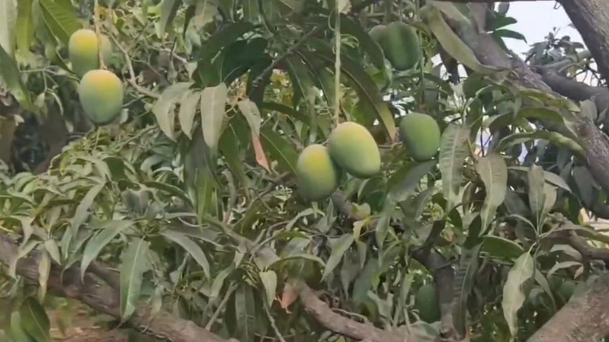 Junnar hapus mango : जुन्नरच्या हापूस आंब्याला मिळाली नवीन ओळख, कोणत्या ...