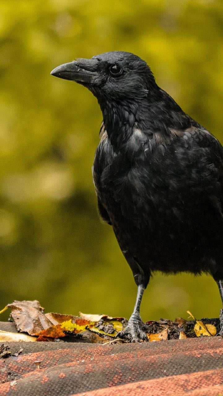Crow: कावळा काय खातो? तुम्हाला माहितीये|kawla kay khato marathi what ...
