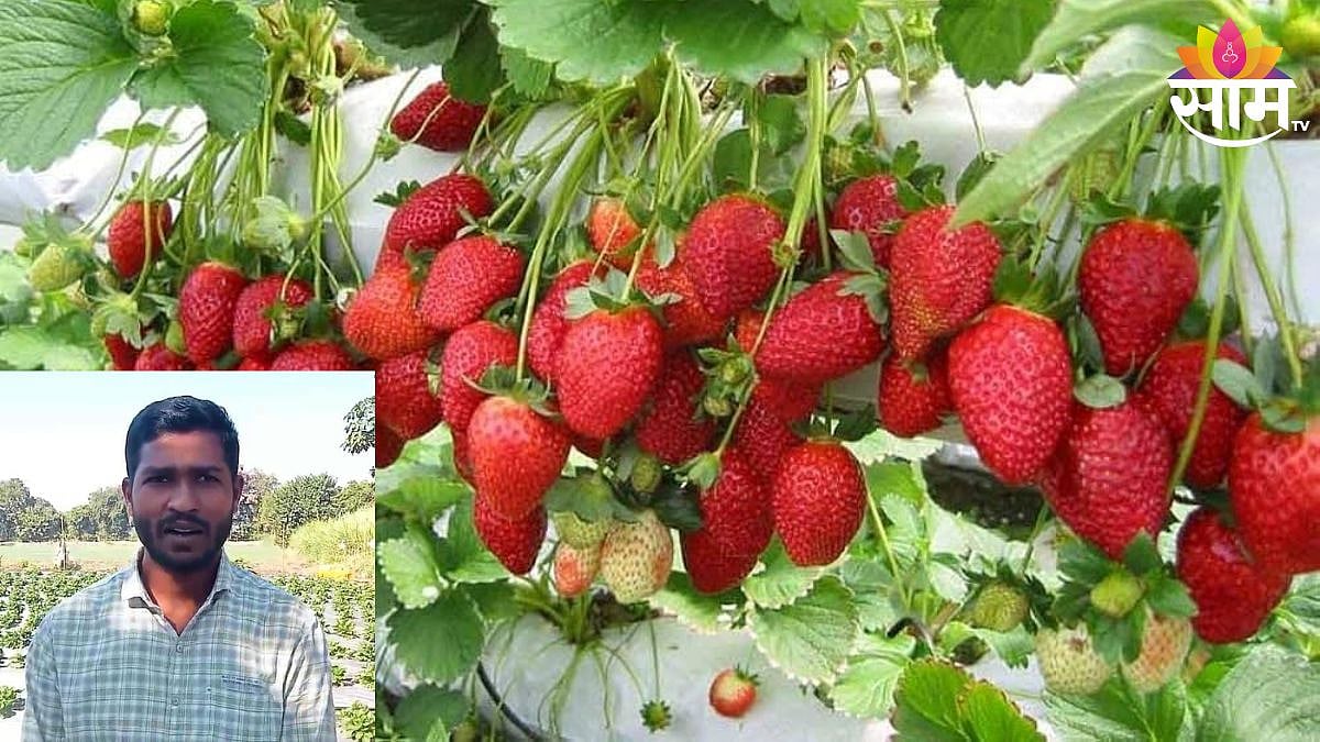 Farmer Success Story : तरुण शेतकऱ्याचा स्ट्रॉबेरी शेतीचा यशस्वी प्रयोग ...