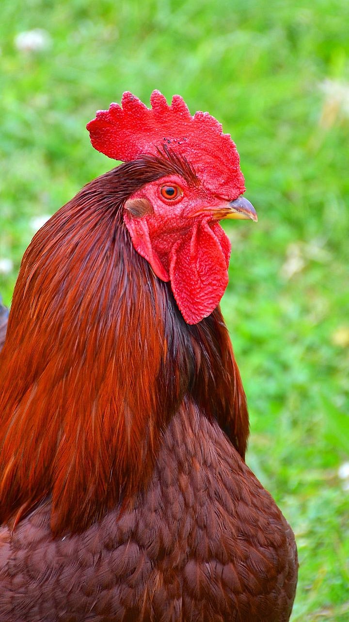 कोंबडा किती वर्षे जगतो? |kombda kiti varsha jagtat how long does ...